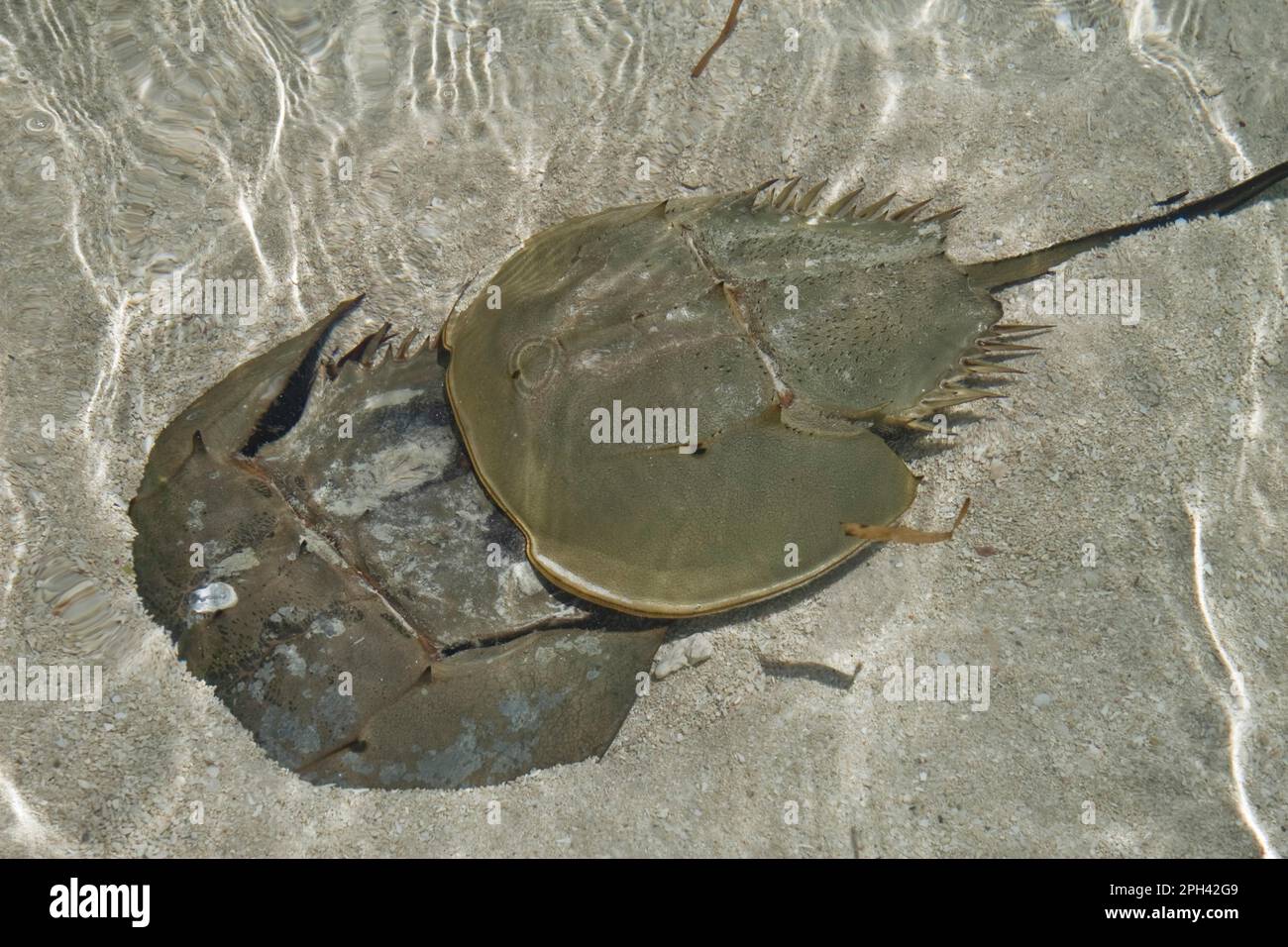 Animals, Other animals, Arrowhead crabs, Mangrove Horseshoe Crab ...