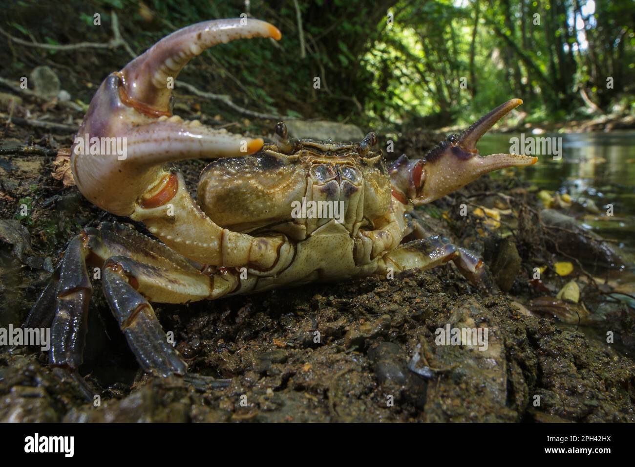 Freshwater Crab (Potamon fluviatilis) adult, with claws raised ...