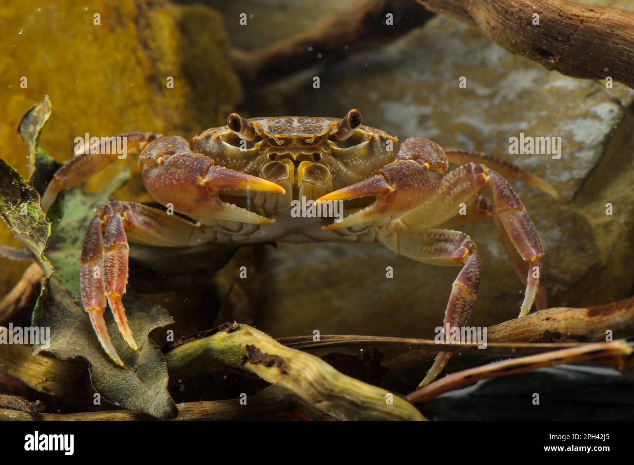 Freshwater Crab (Potamon fluviatilis) adult, underwater, Tuscany, Italy ...