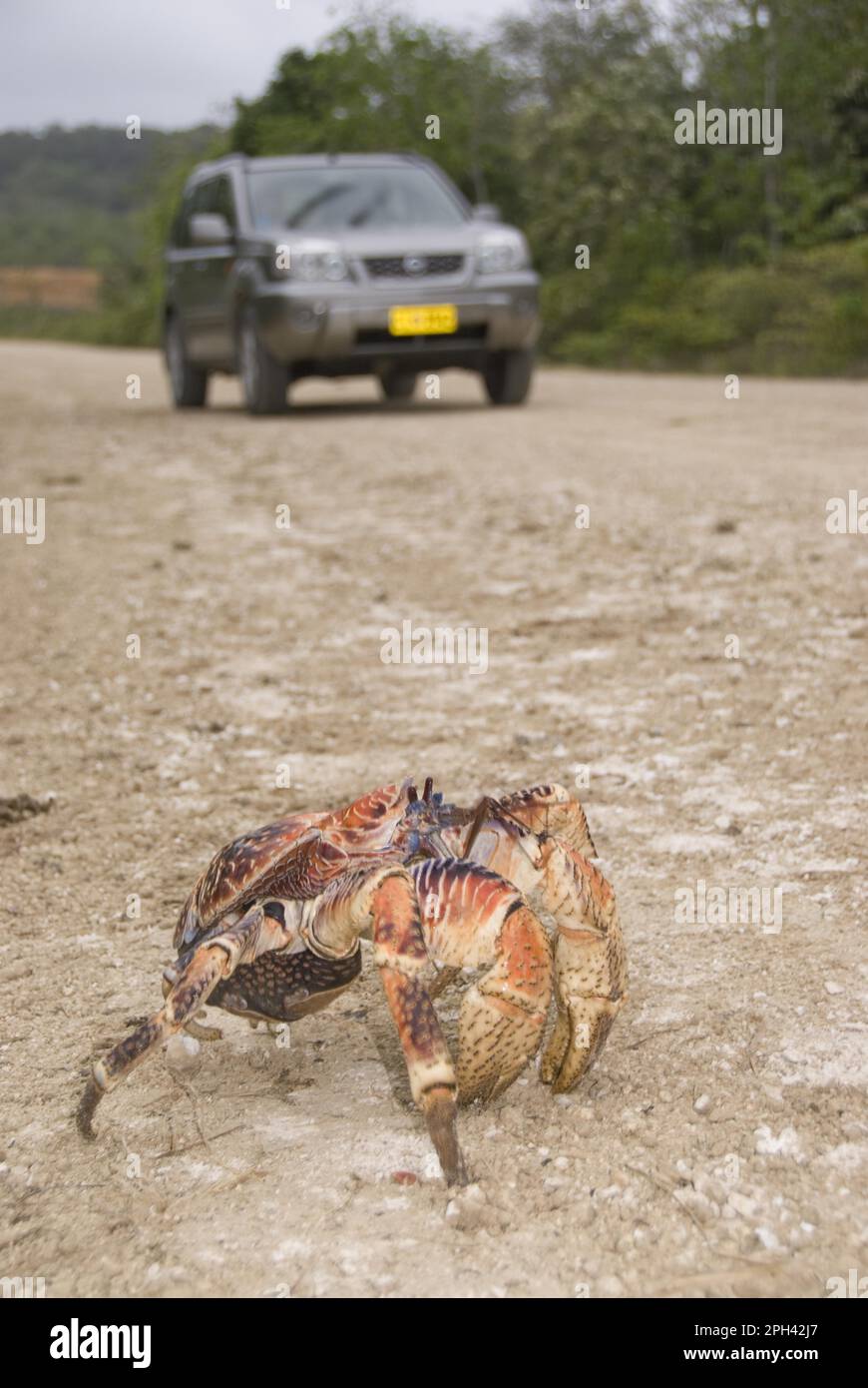 Palm thief, Coconut crab, coconut crabs (Birgus latro), Coconut crabs ...