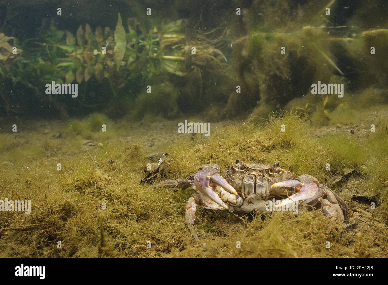 Freshwater Crab (Potamon fluviatilis) adult, underwater in river habitat, Tuscany, Italy Stock ...