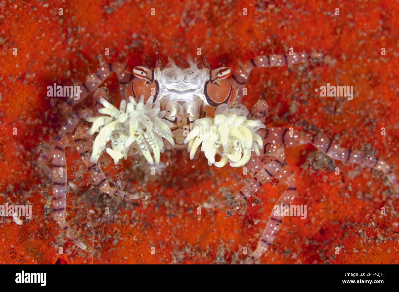 Boxer crab, Boxer crabs, Crab, Crabs, Other animals, Crabs, Crustaceans ...