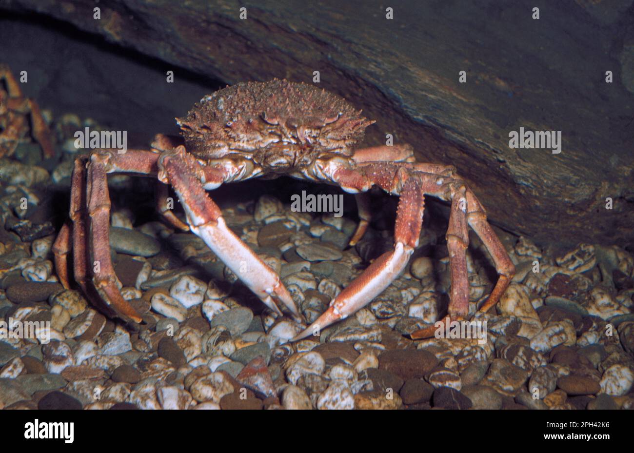 Crab, spider stinger (Maia squinado) male Plymouth Stock Photo - Alamy
