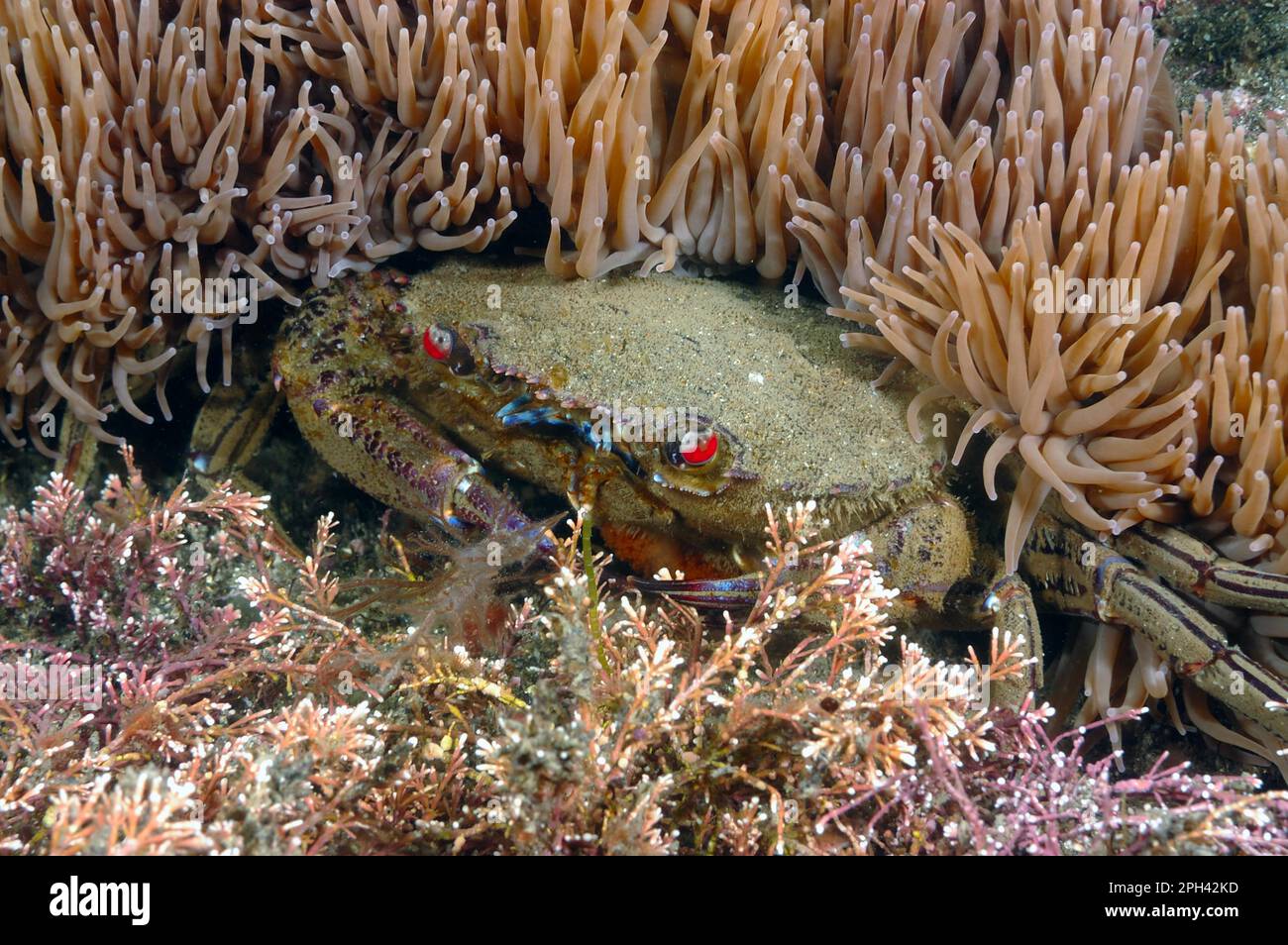 Velvet (Necora puber) swimming crab adult, among opelet anemone ...