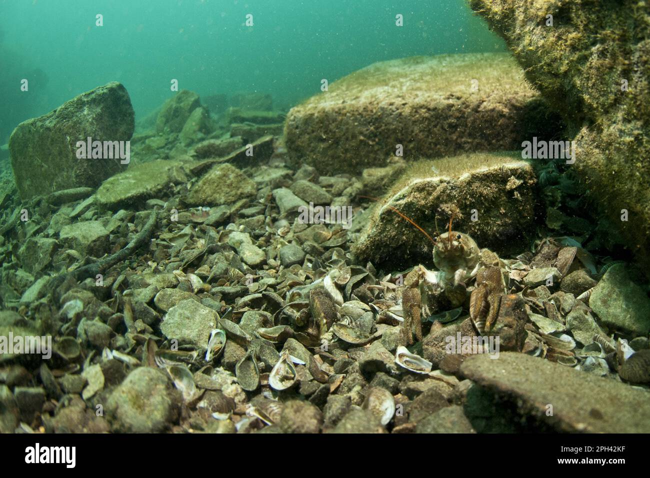 Atlantic Stream Crayfish (Austropotamobius pallipes) adult, emerging from under rock in flooded ...