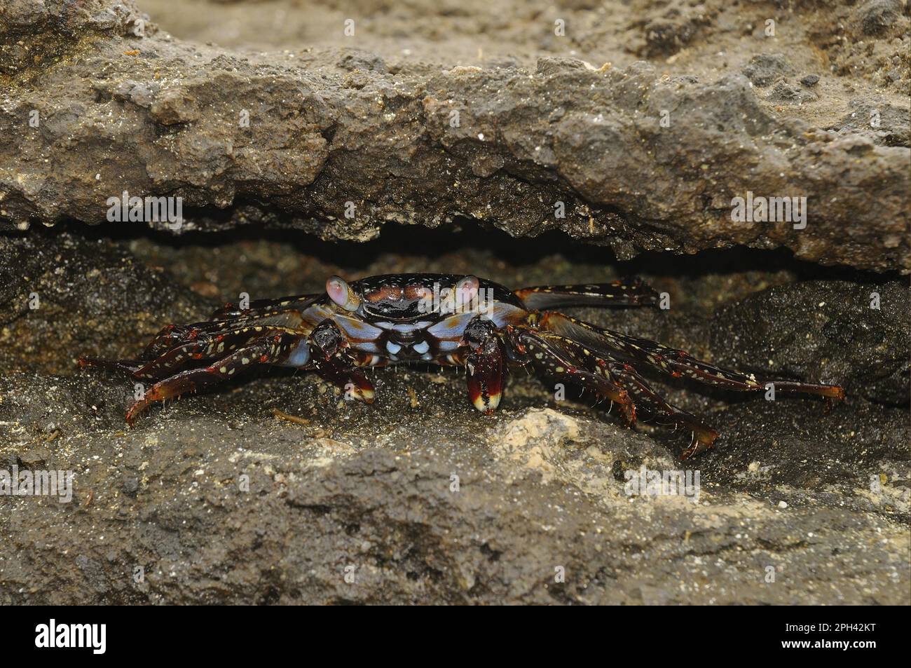Juvenile red crabs hi-res stock photography and images - Alamy