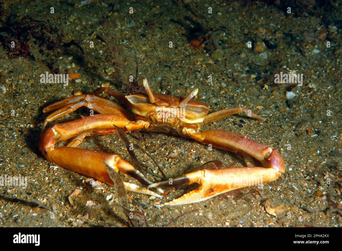 Goneplax rhomboides hi-res stock photography and images - Alamy