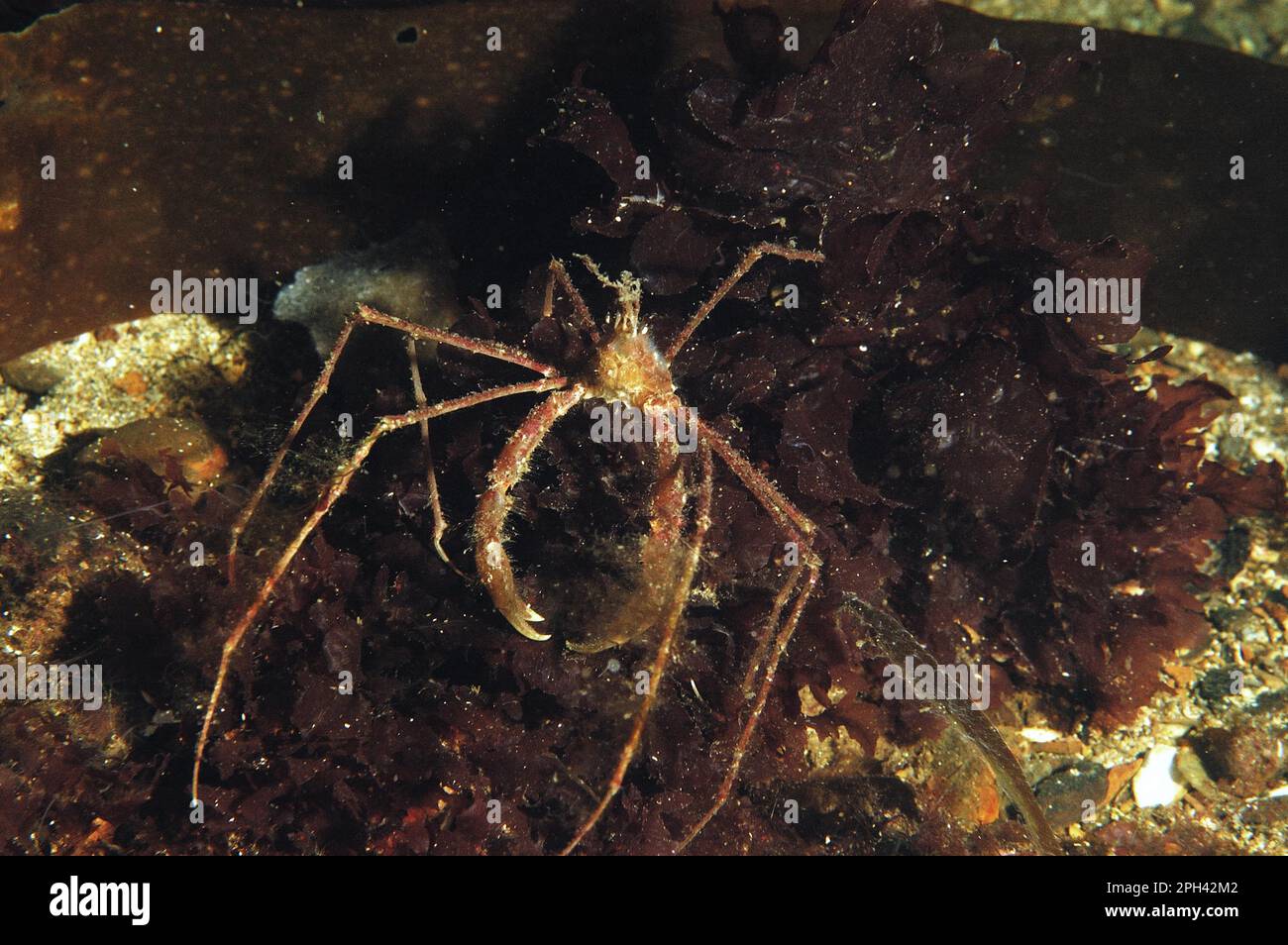 Ghost crab, common spider crabs, Sea spider, Sea spiders, Other animals ...