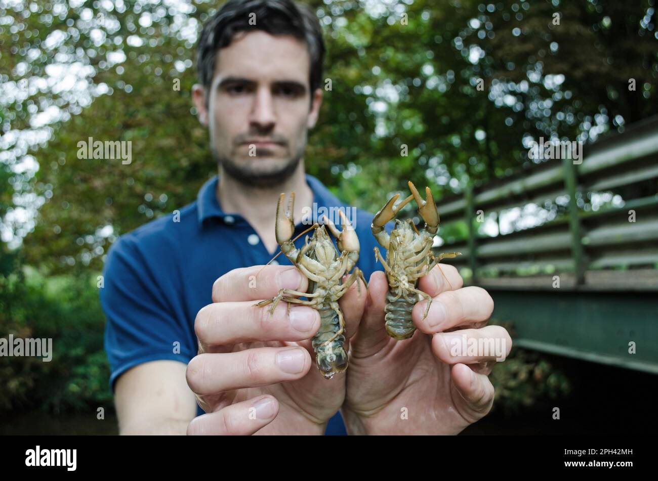 Atlantic Stream Crayfish (Austropotamobius pallipes) two adults, held ...
