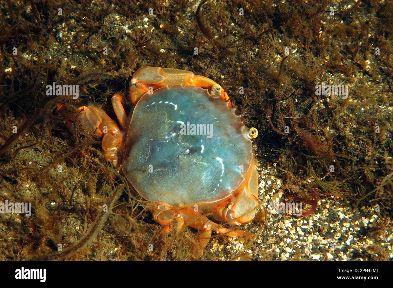 Swimming crab, henslow's crab, Other animals, Crabs, Crustaceans ...
