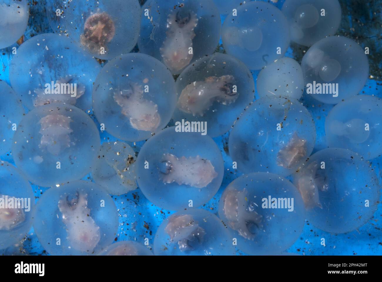 Prachtsepia, Pfeffer's Prachtsepia, Flamboyant Cuttlefish (Metasepia ...