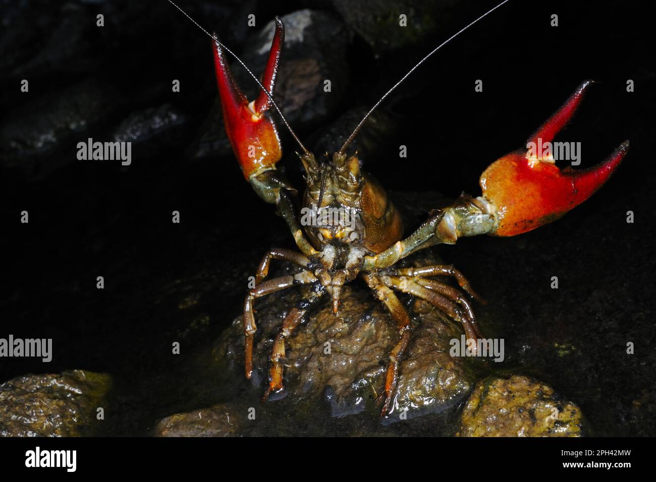 American Signal Crayfish (Pacifastacus leniusculus) introduced species ...