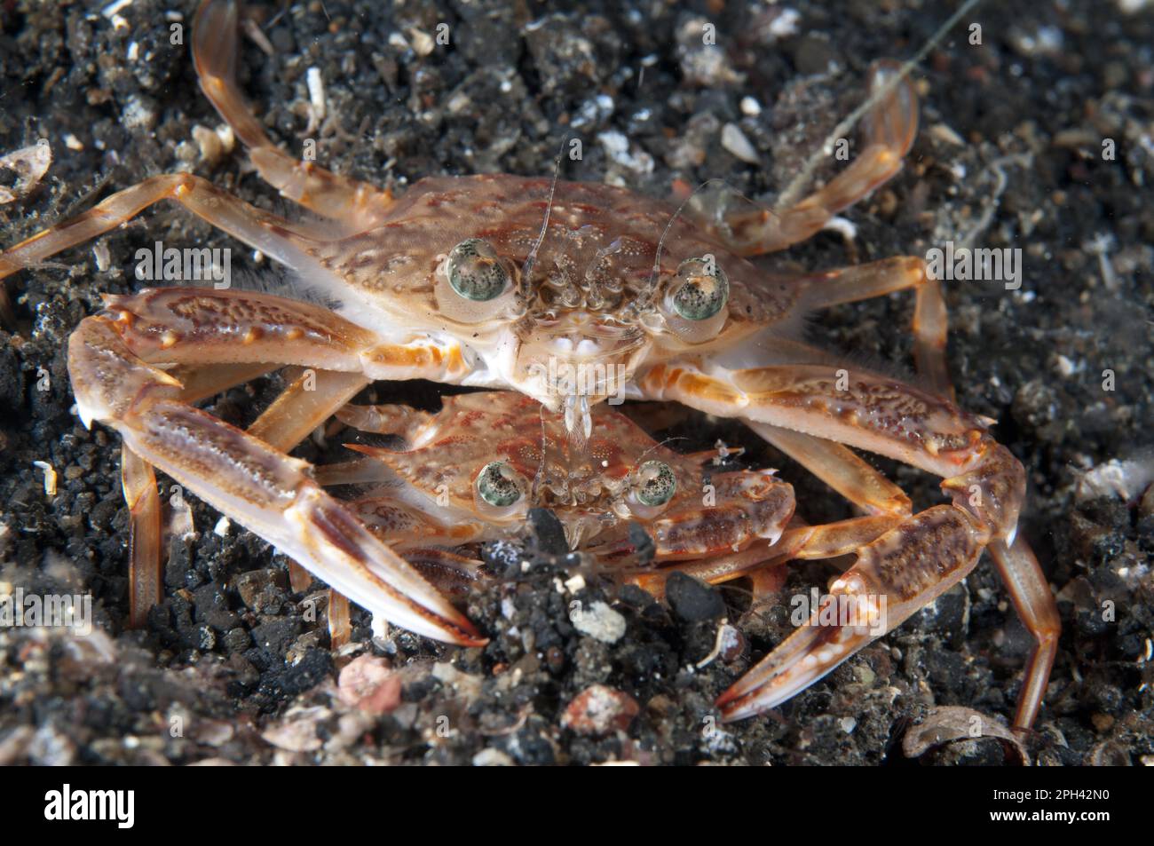 What Animals Are Crustaceans