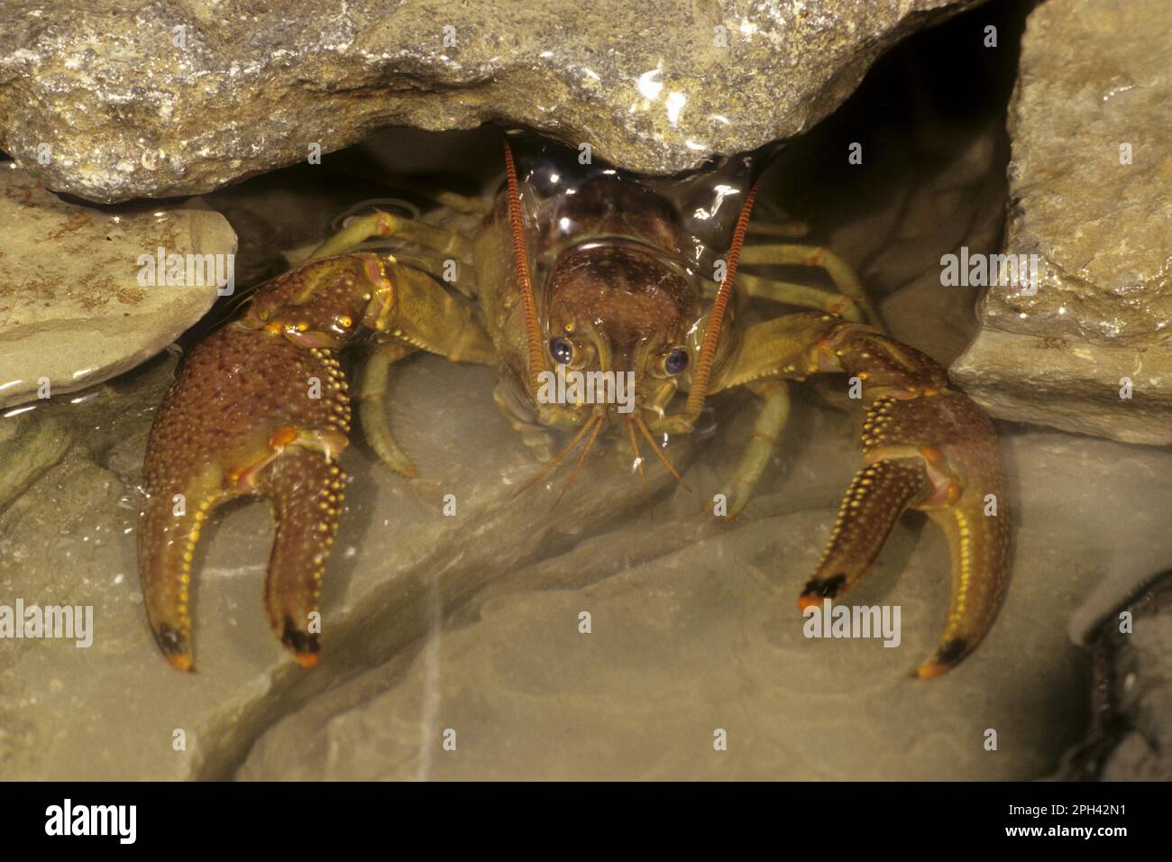 Rusty crabs hi-res stock photography and images - Alamy