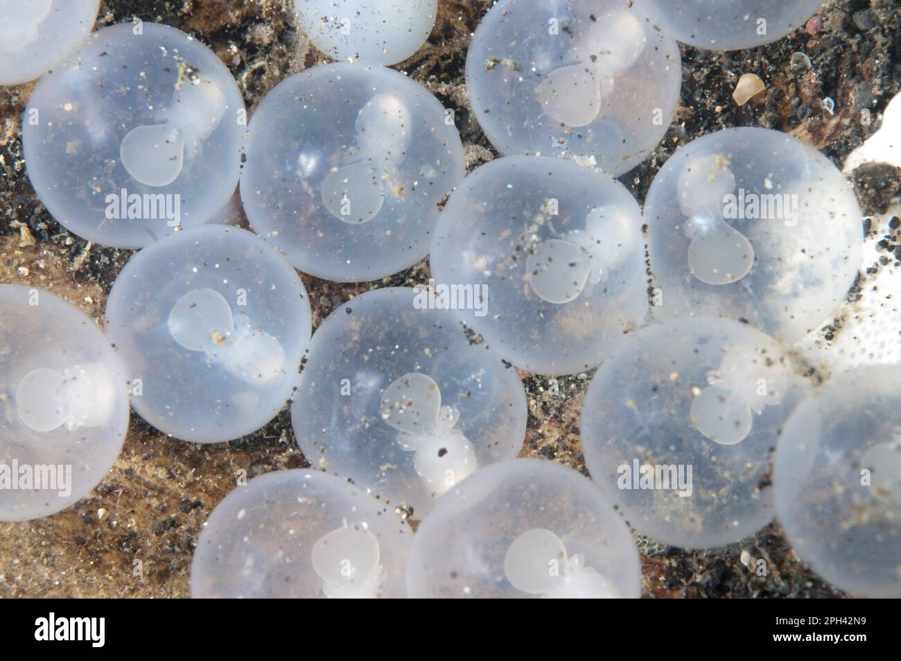 Pepper's Flamboyant flamboyant cuttlefish (Metasepia pfefferi) Close-up ...