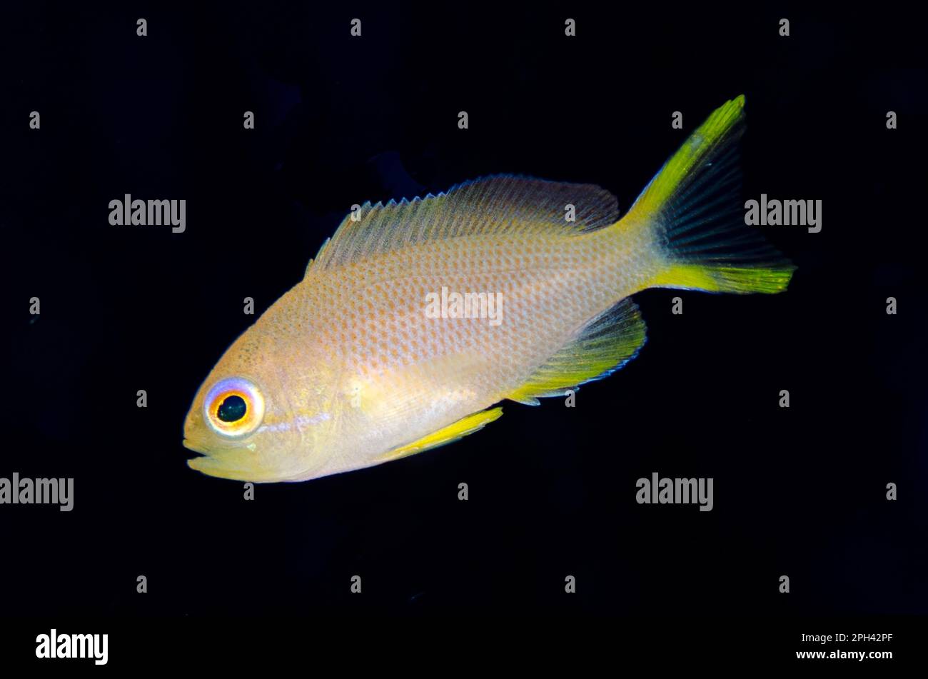 Randall's Anthias (Pseudanthias randalli) adult, swimming, Nyata Island ...