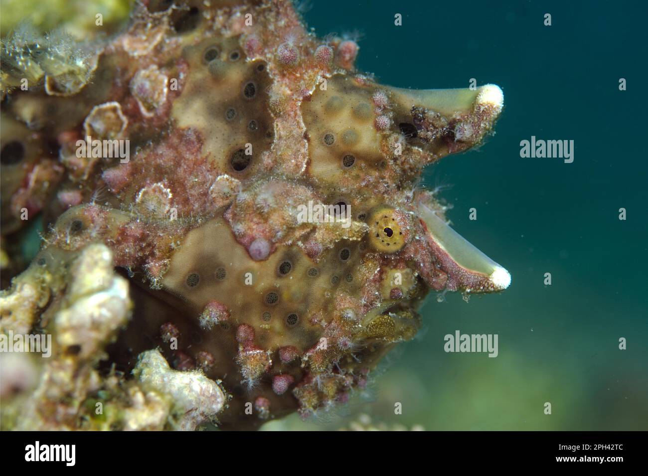 Warty Frogfish (Antennarius maculatus), Clown Frogfish, Warty Frogfish ...