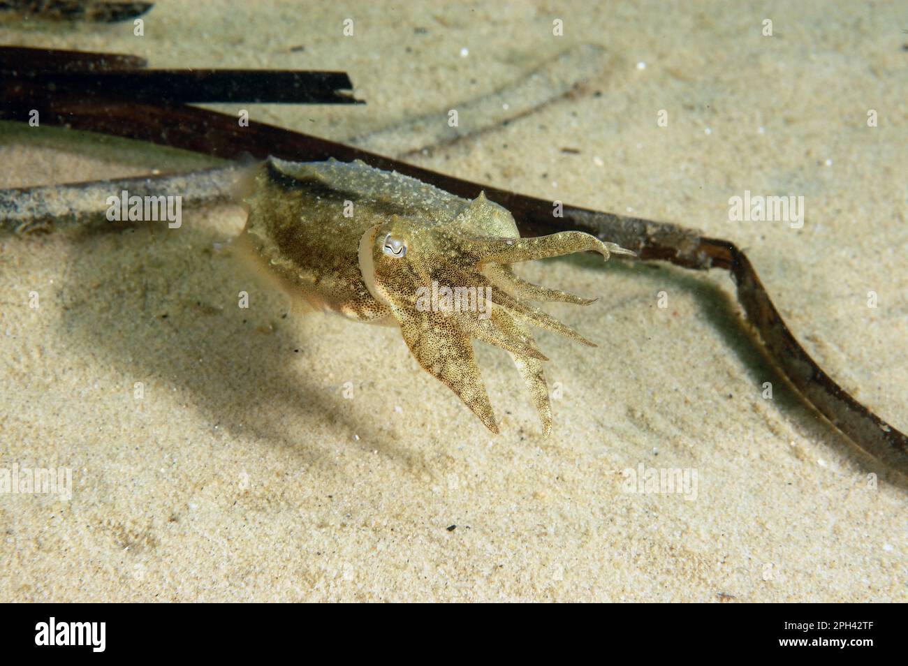 Common cuttlefish (Sepia officinalis), Common squid, Other animals ...
