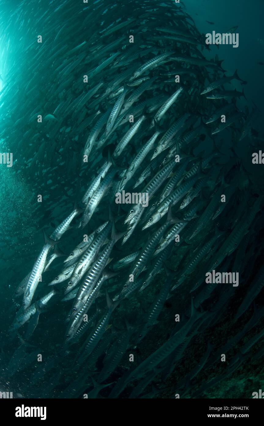 Darkfin Barracuda, Crossbarred Barracuda, Darkfin Barracuda ...