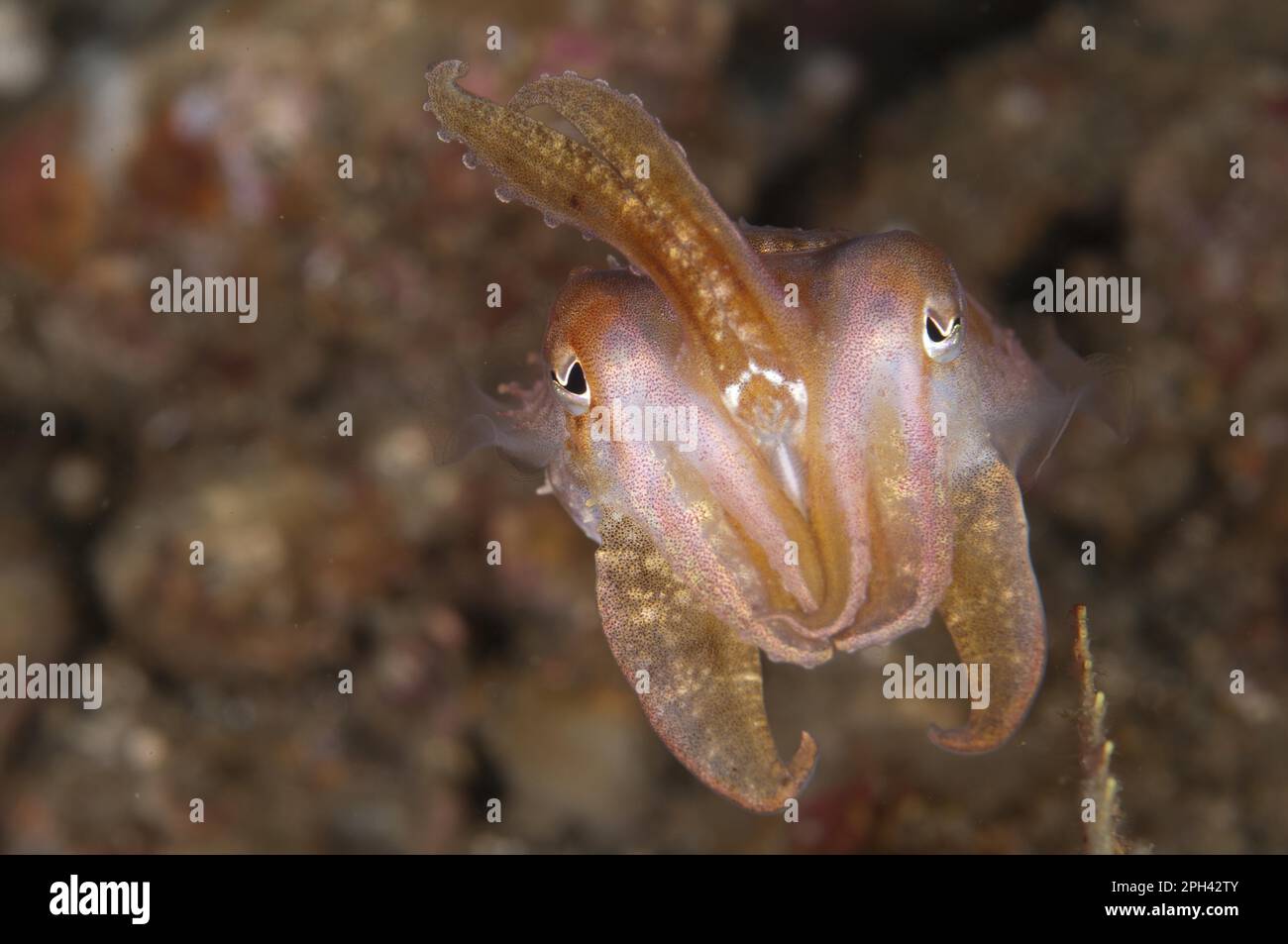 Soft cuttlefish hi-res stock photography and images - Alamy