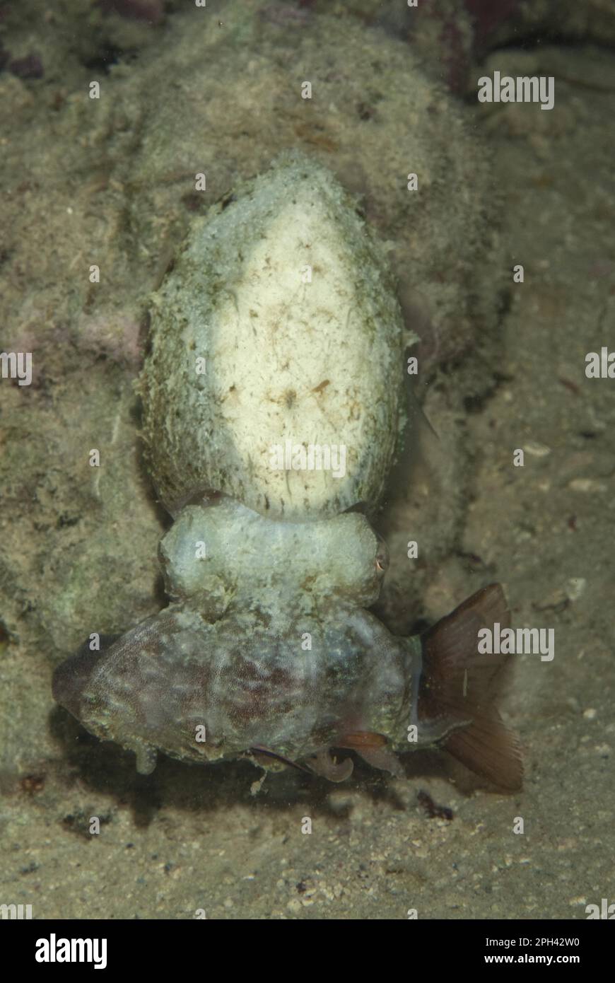 Soft cuttlefish hi-res stock photography and images - Alamy