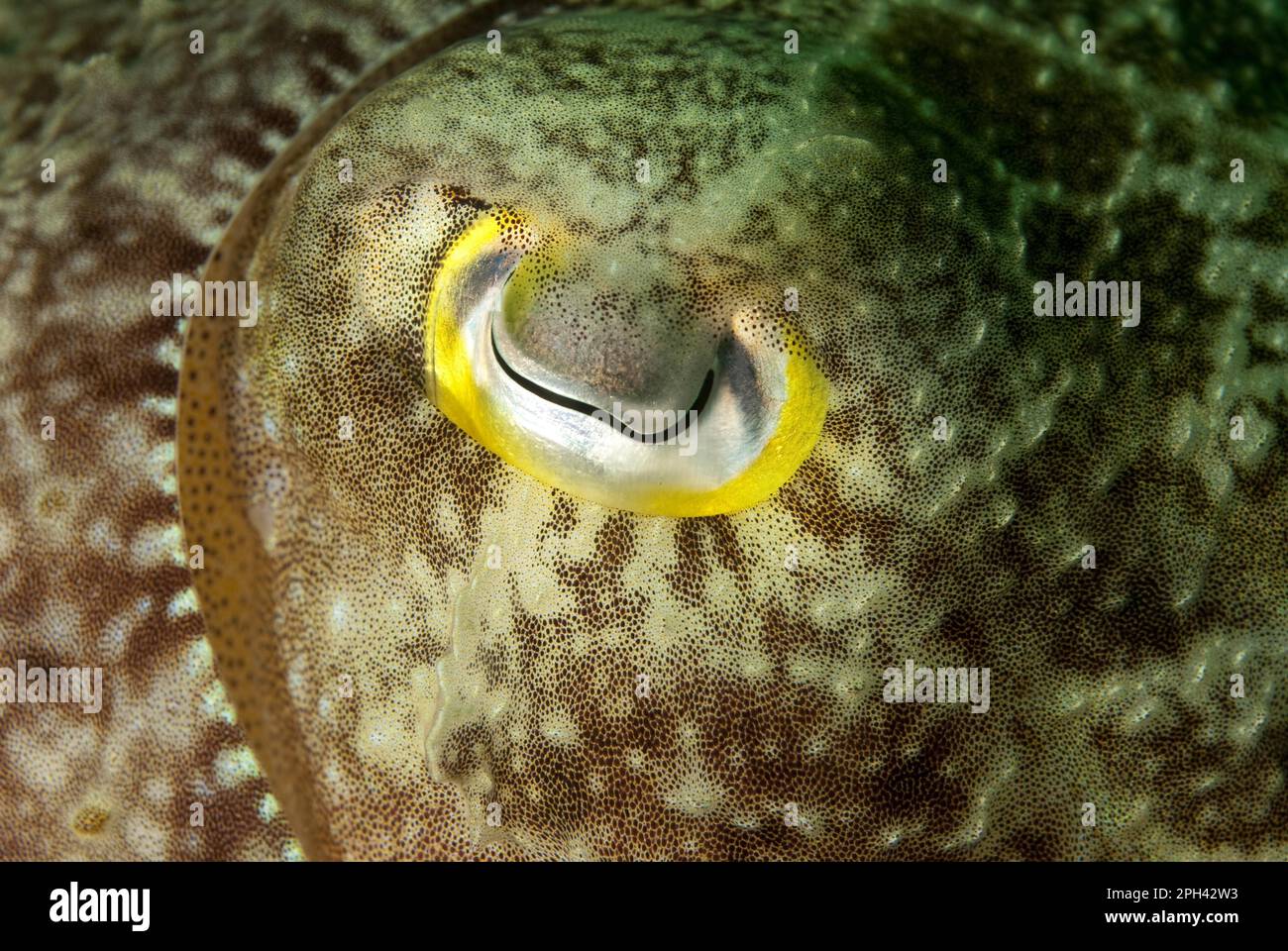 Soft cuttlefish hi-res stock photography and images - Alamy