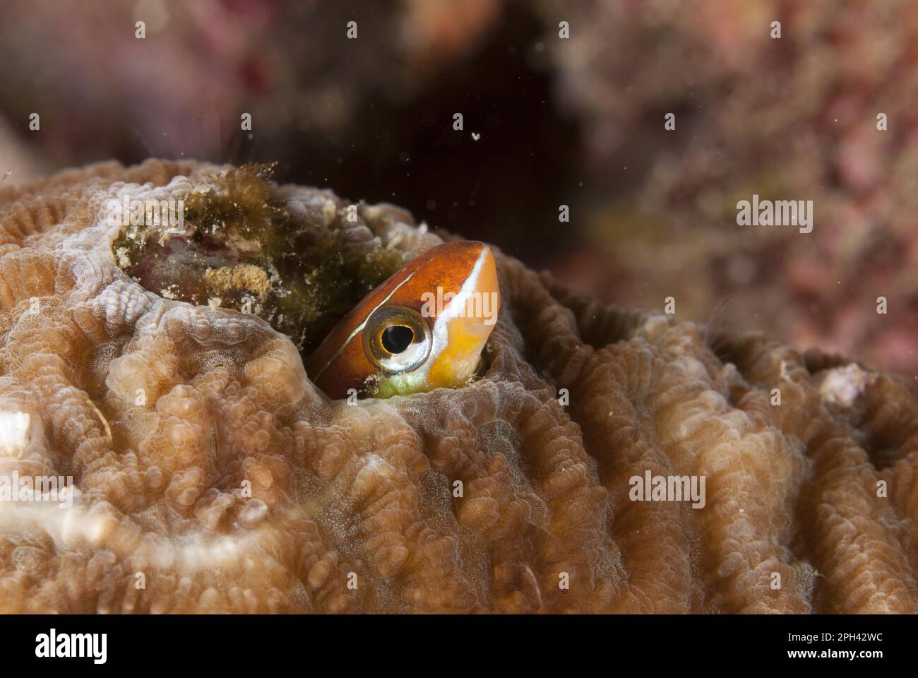Bluestriped fangblenny (Plagiotremus rhinorhynchos), adult, shelter in ...
