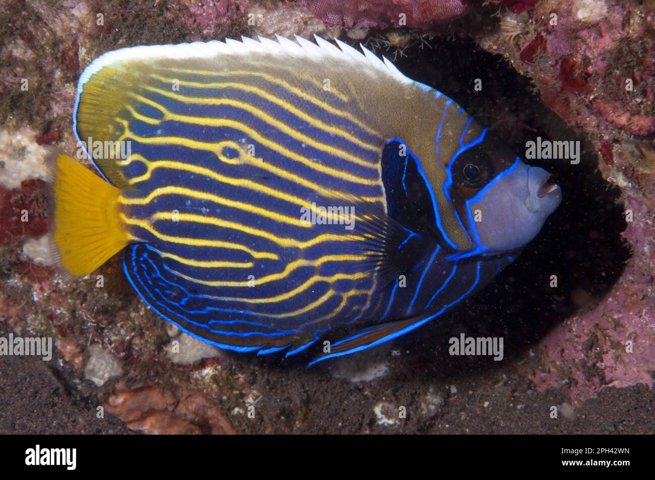 Emperor Angelfish (Pomacanthus imperator), emperor angelfish, Other ...