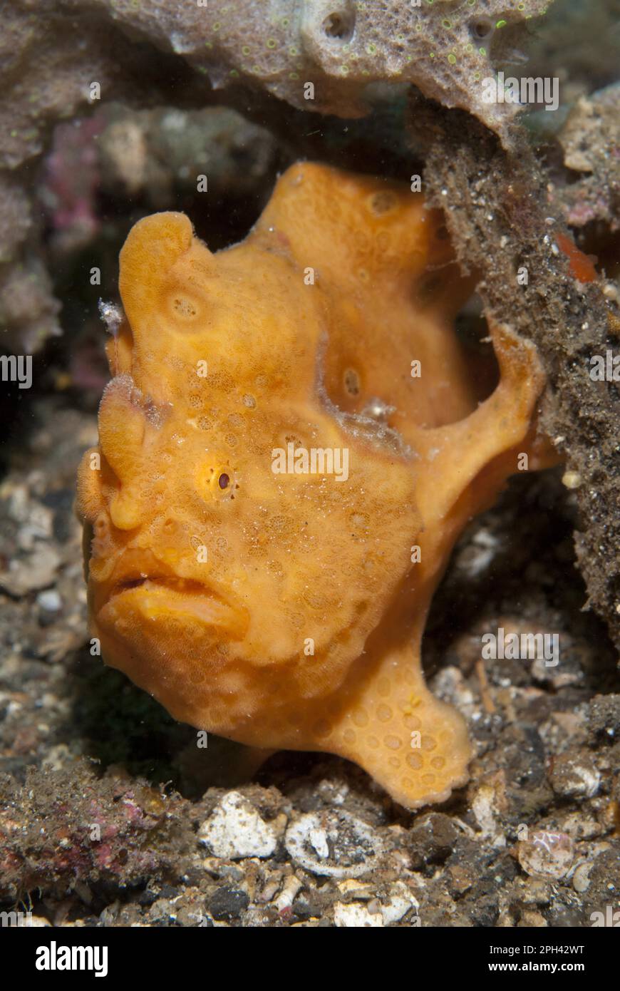 Round spotted frogfish, painted frogfish (Antennarius pictus), Painted ...