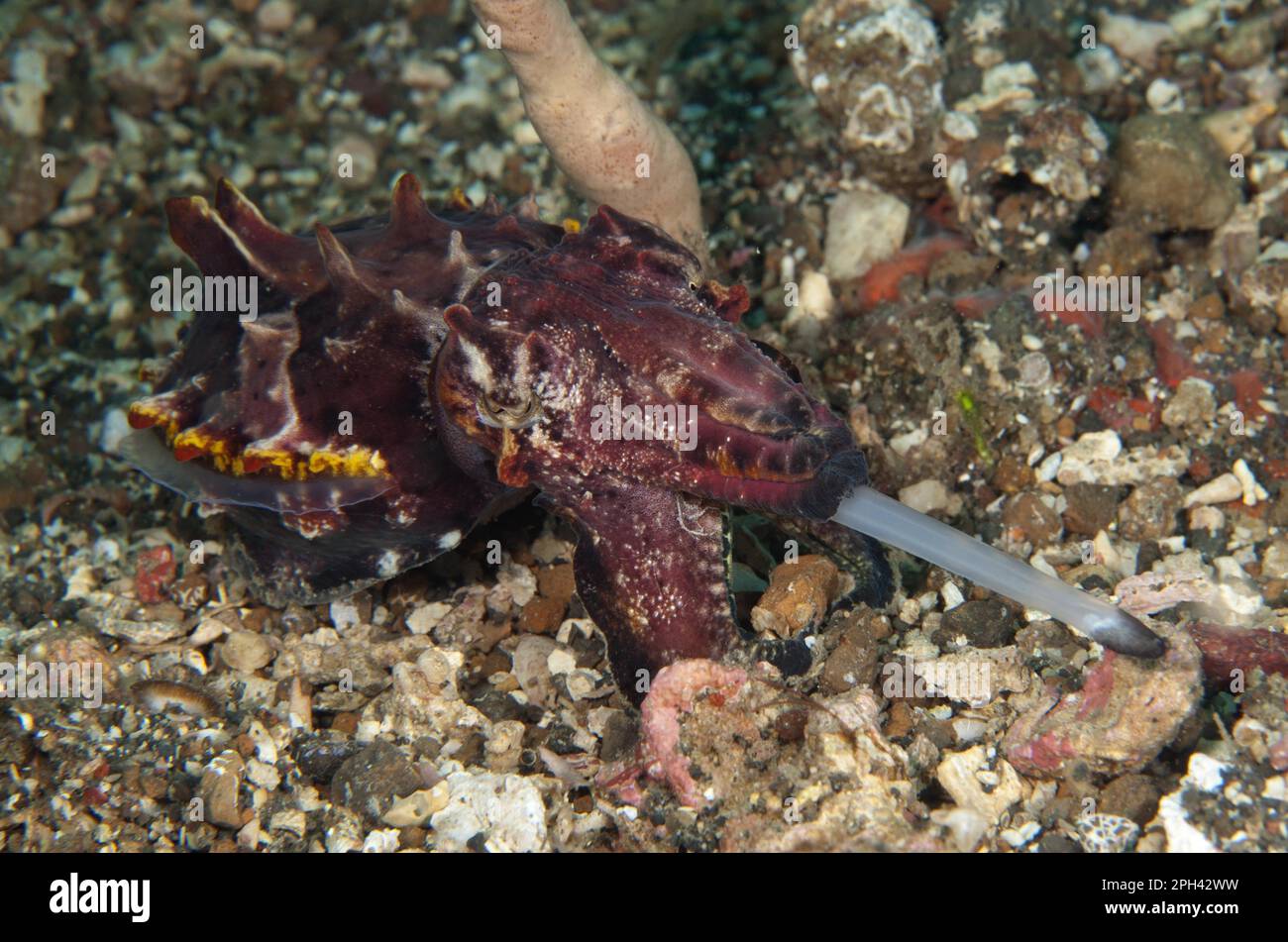 Cuttlefish Feeding