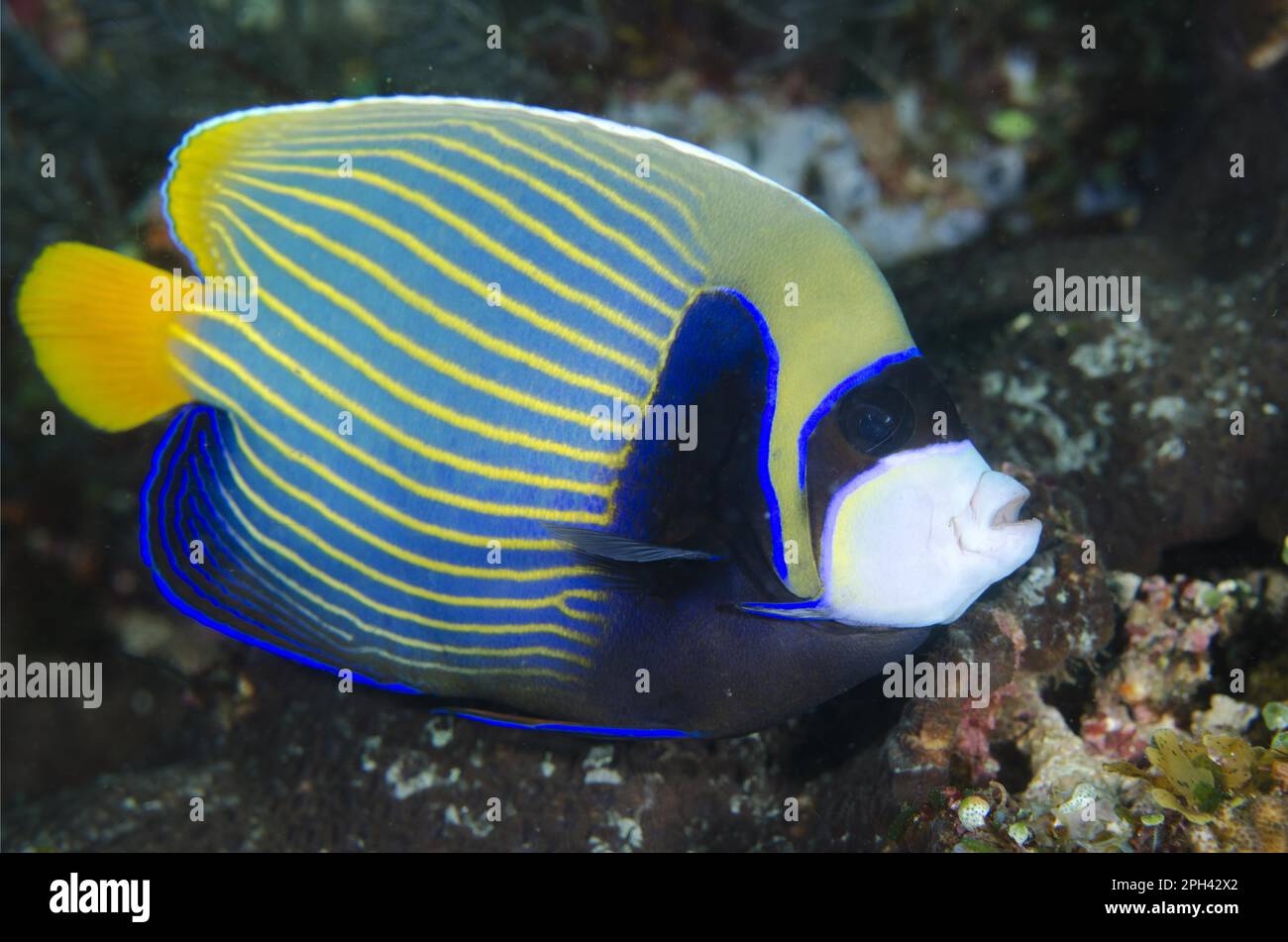 N. P. Less, Emperor Angelfish (Pomacanthus imperator), emperor ...