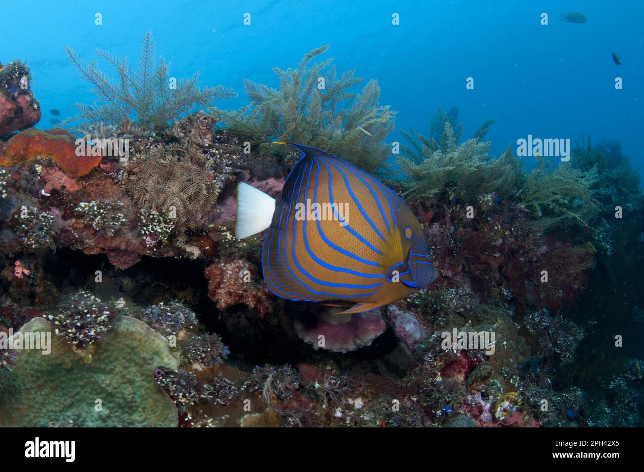 Blue ring angelfish (Pomacanthus annularis), Ring Angelfish, Other ...