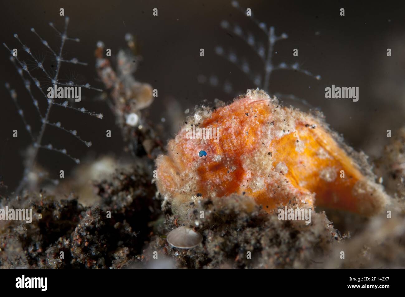 Round spotted frogfish, painted frogfish (Antennarius pictus), Painted ...