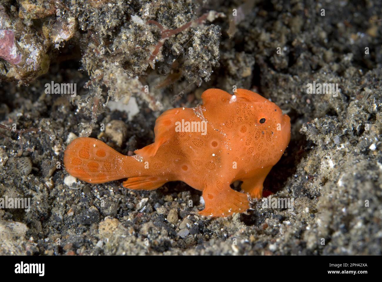 Round spotted frogfish, painted frogfish (Antennarius pictus), Painted ...