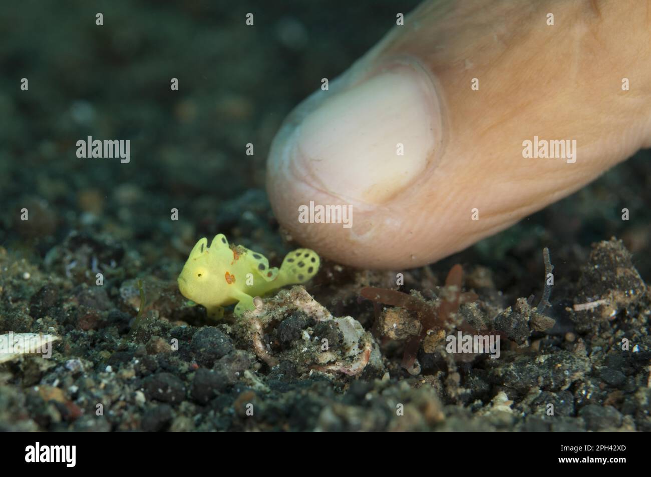 Round spotted frogfish, painted frogfish (Antennarius pictus), Painted ...