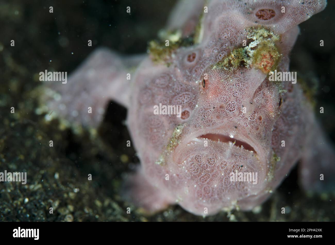 Round spotted frogfish, painted frogfish (Antennarius pictus), Painted ...
