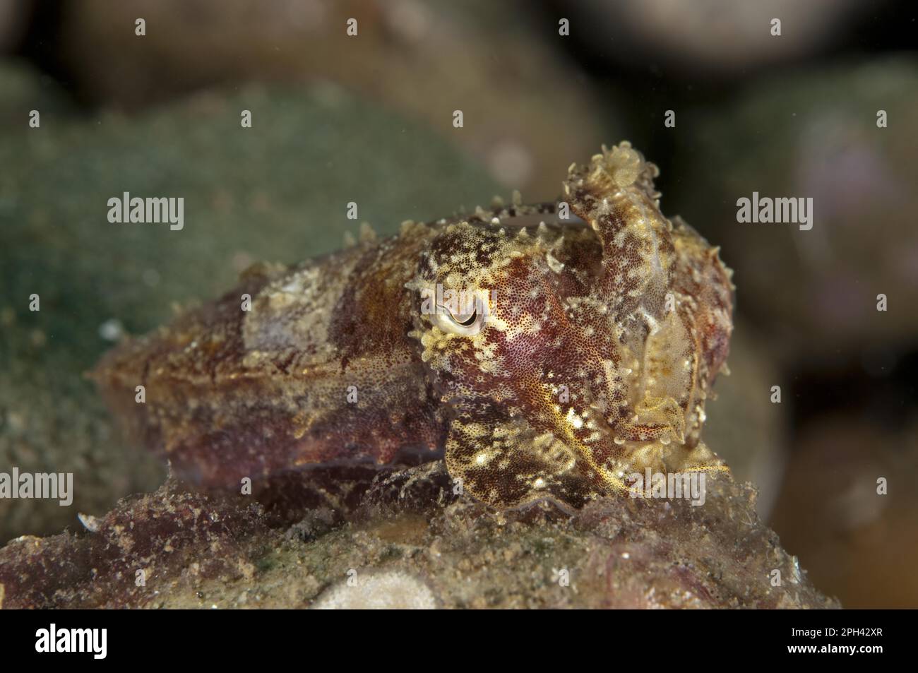 Cuttlefish, Cuttlefish, needle cuttlefish (Sepia aculeata), Sepias ...