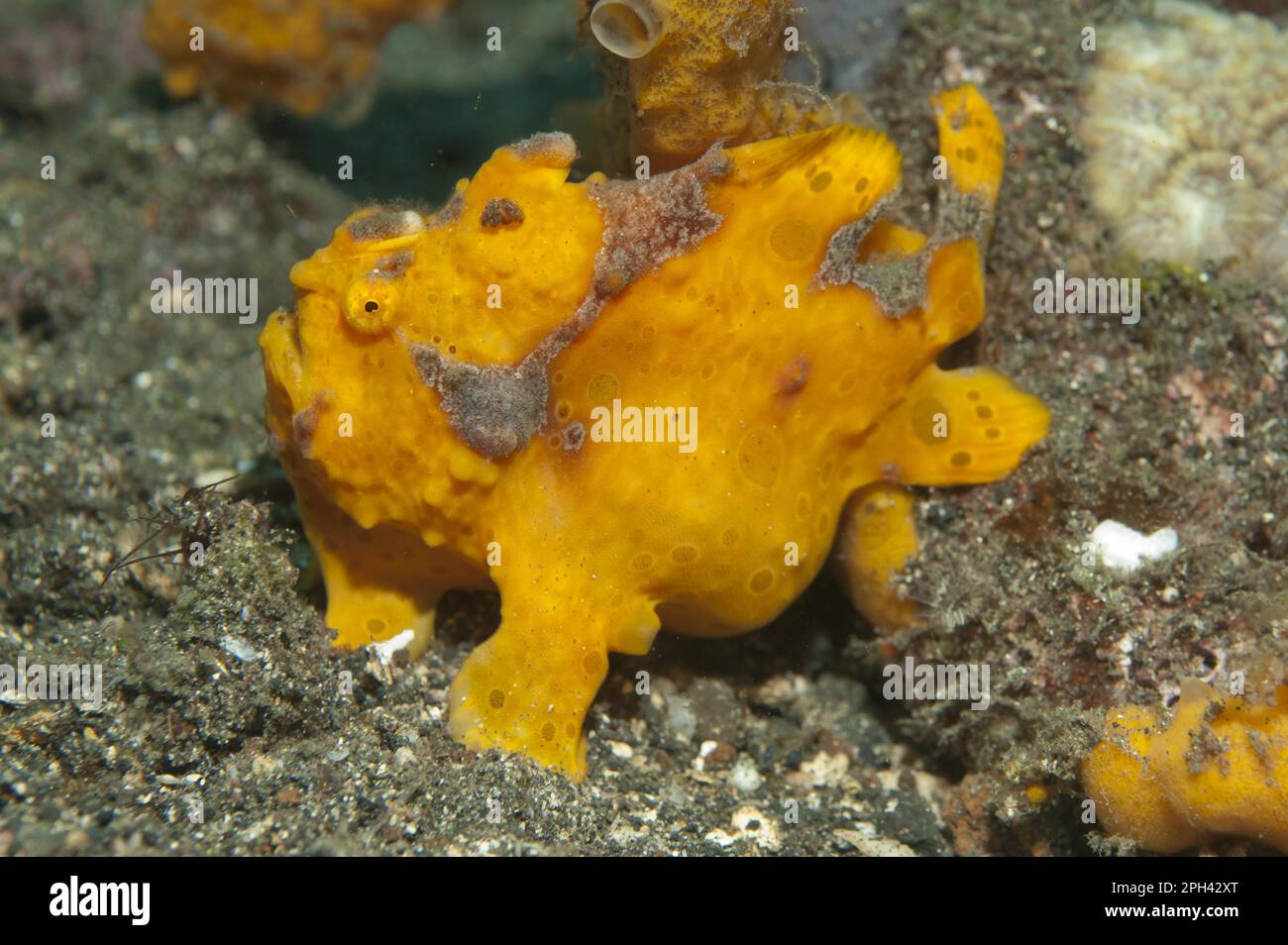 Round spotted frogfish, painted frogfish (Antennarius pictus), Painted ...