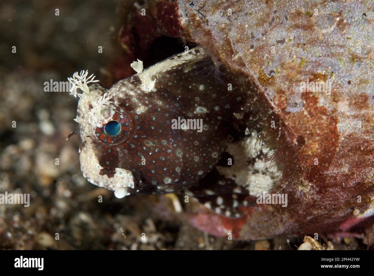 Starry Blenny (Salarias ramosus) adult, sheltering in hole, Lembeh ...