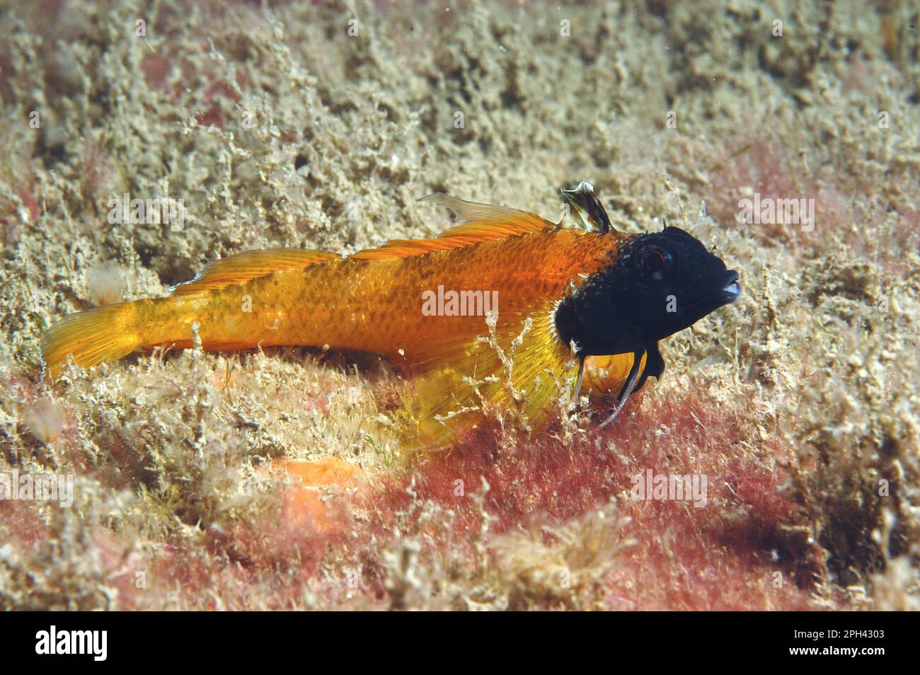 Black-faced blennies (Tripterygion delaisi), Yellow Tip Blenny, Yellow ...