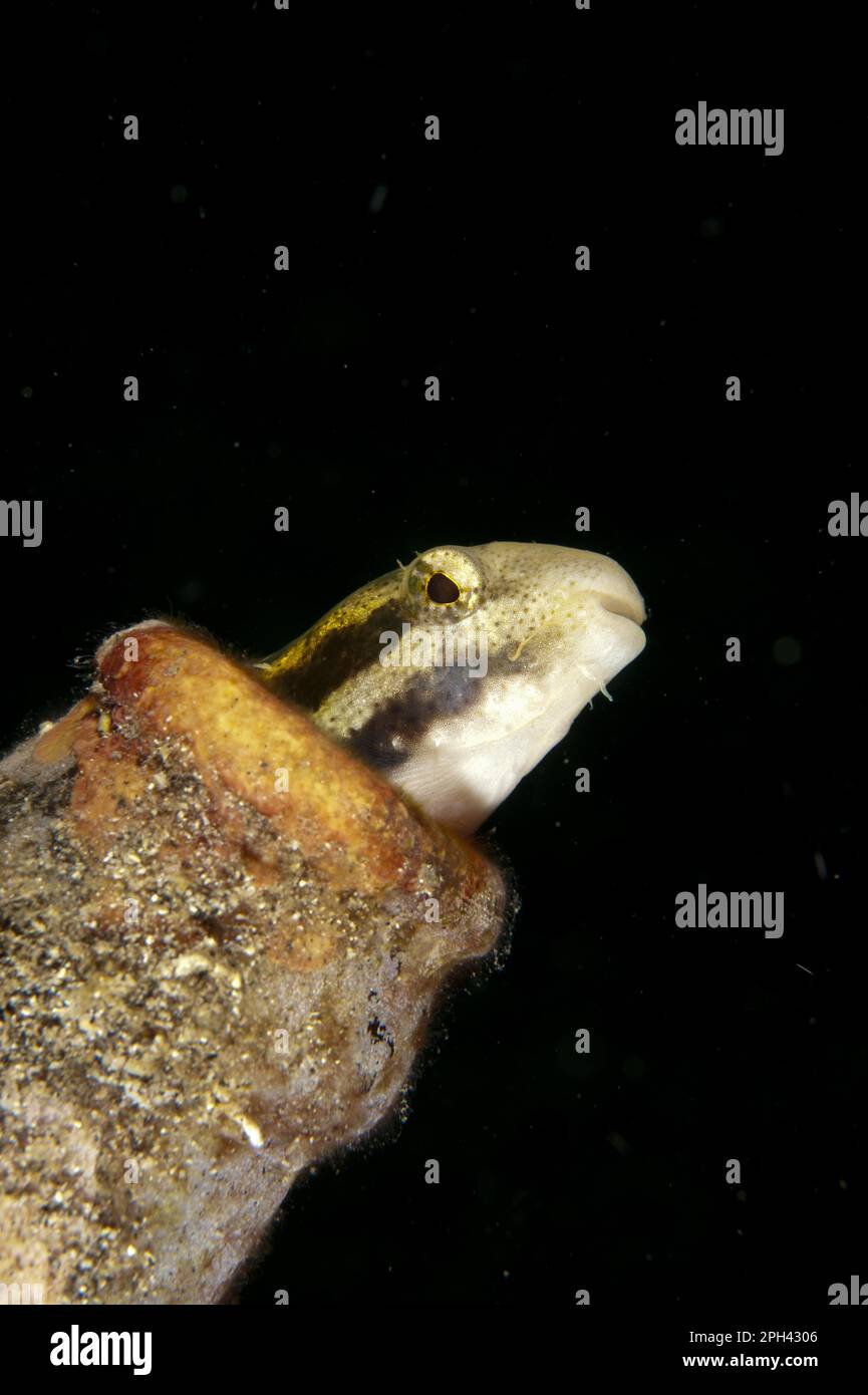 Shorthead Sabretooth Blenny (Petroscirtes breviceps) adult, sheltering ...