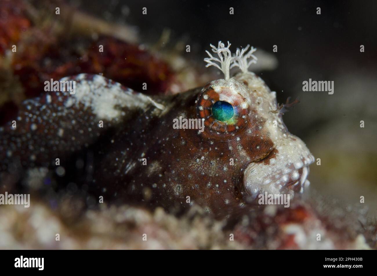 Starry Blenny (Salarias ramosus) adult, sheltering in hole, Gili Lawa ...