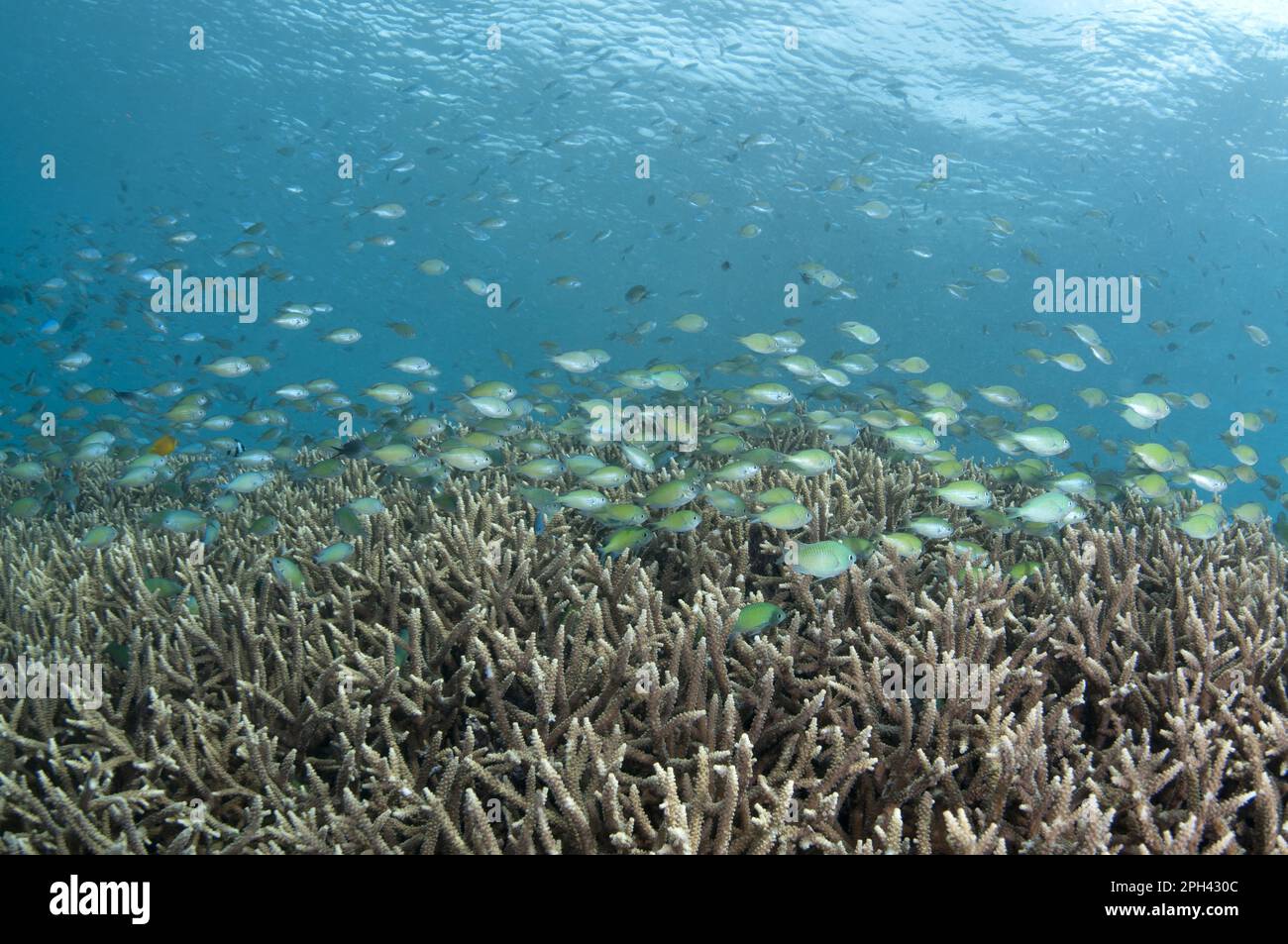 Tugu bali hi-res stock photography and images - Alamy