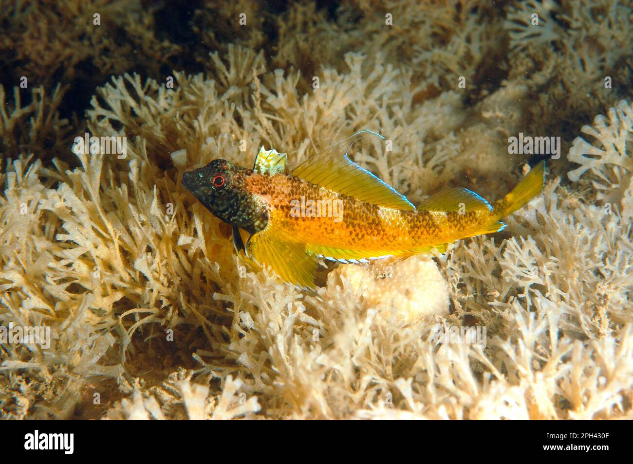 Black-faced blennies (Tripterygion delaisi), Yellow Tip Blenny, Yellow ...