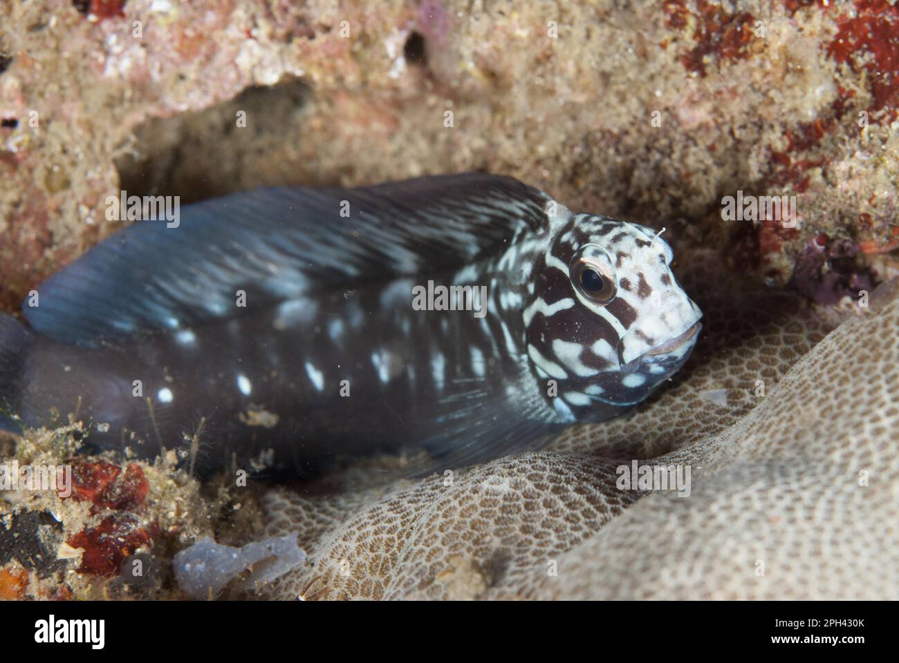Yellowtail Blenny (Ecsenius namiyei) adult, Lembeh Straits, Sulawesi ...
