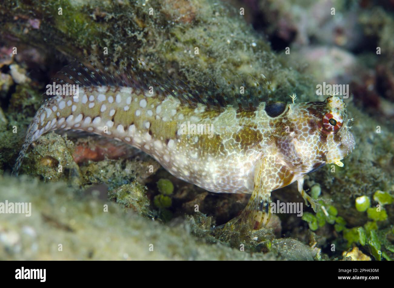 Combtooth blenny hi-res stock photography and images - Alamy