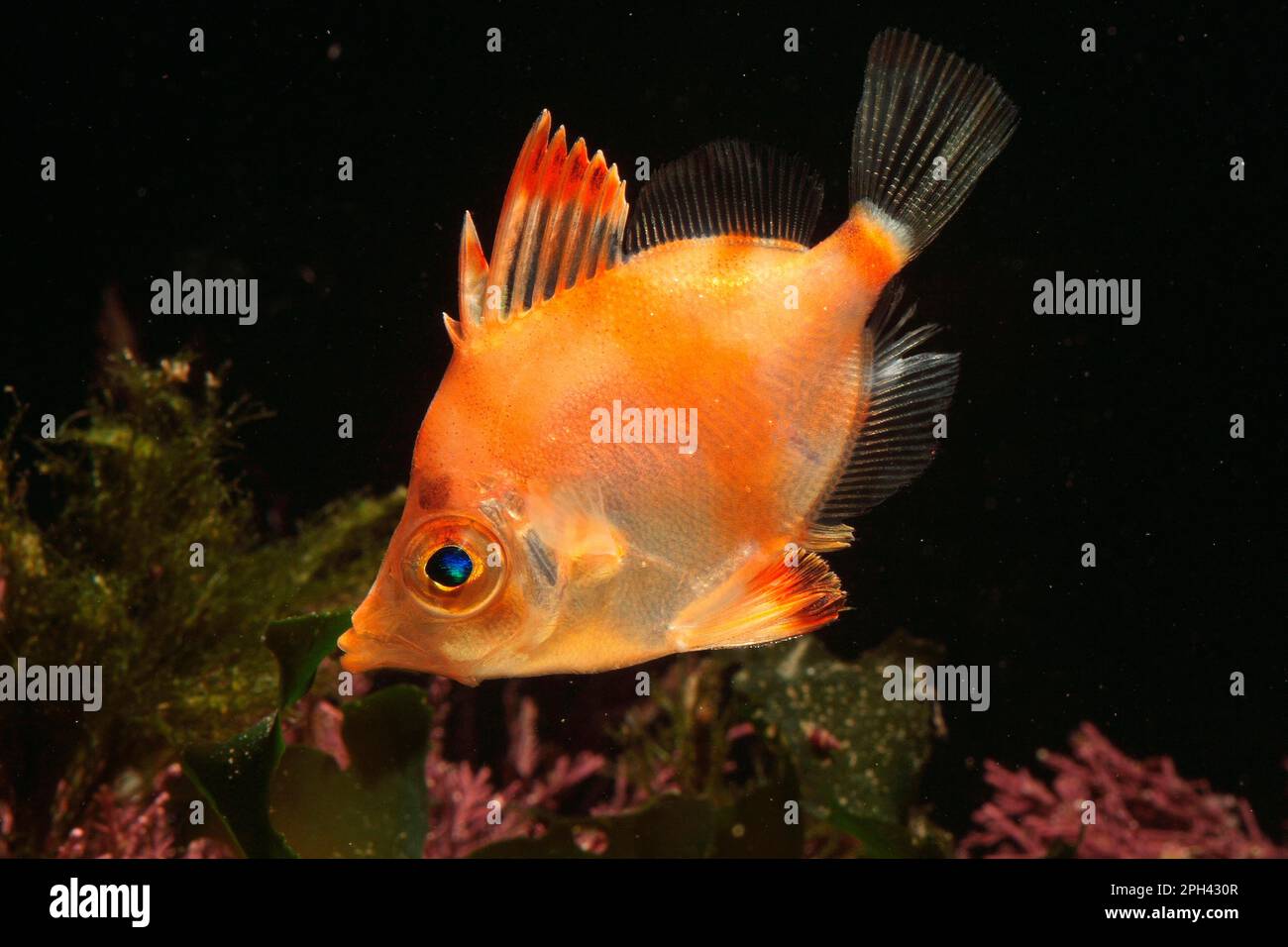 Boarfish (Capros aper) adult, captive, washed up in bay, Kimmeridge Bay ...