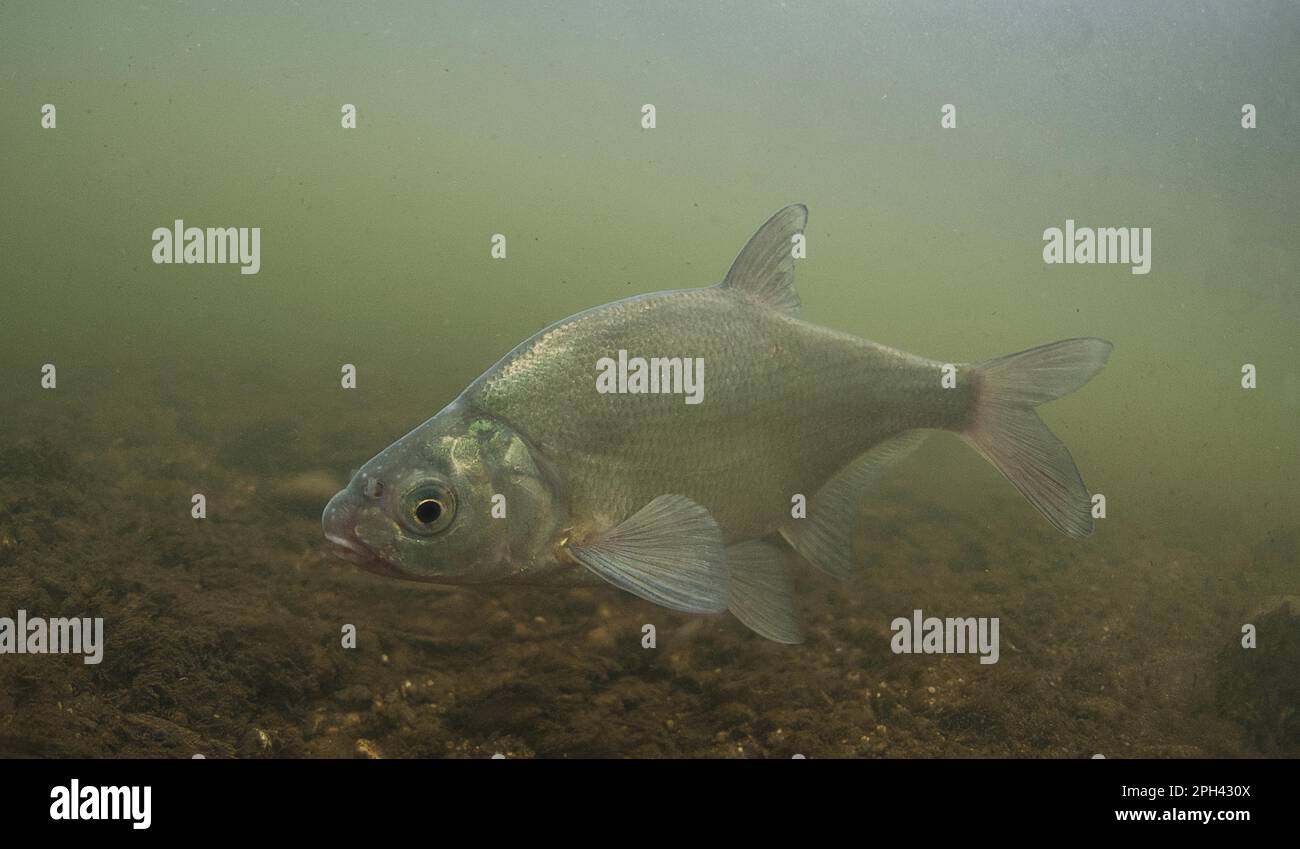 Common Bream (Abramis brama) adult, swimming in river, River Trent ...