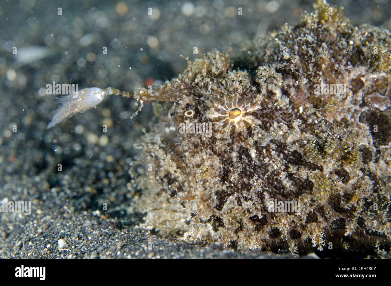 Striated frogfish (Antennarius striatus) adult, close-up of head ...