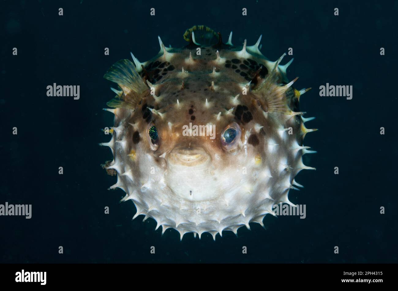 Orbicular burrfish (Cyclichthys orbicularis) adult, inflated in ...